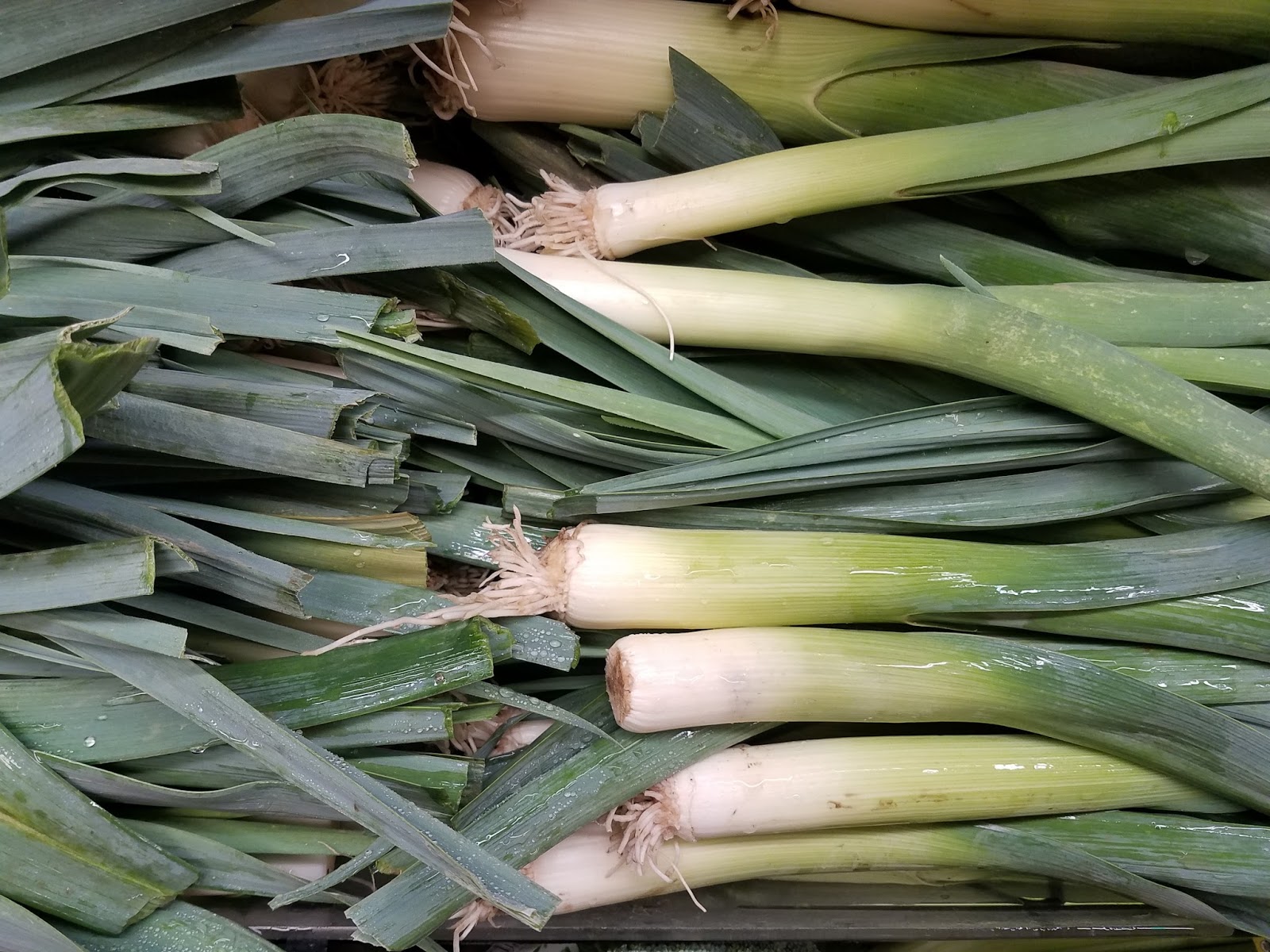 Meatless Monday Leeks Recipe Round-Up - Sunshine Guerrilla
