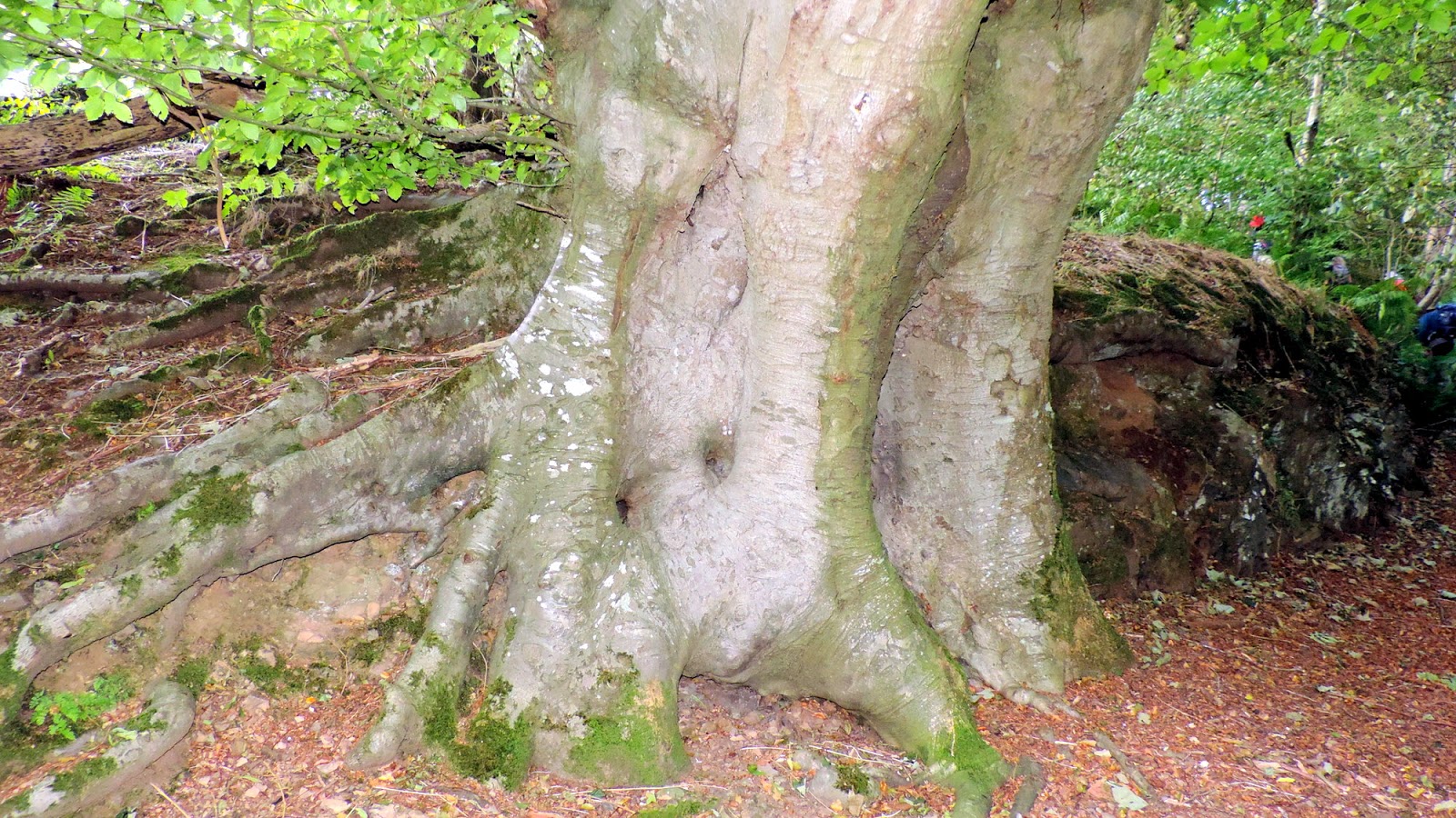 The Glebe Blog: Wigtownshire Ramblers Glenwhan Circular August 2014