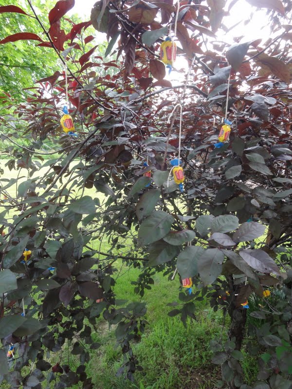 Family Faith and Fun: The Bubble Gum Tree | The Overflow!