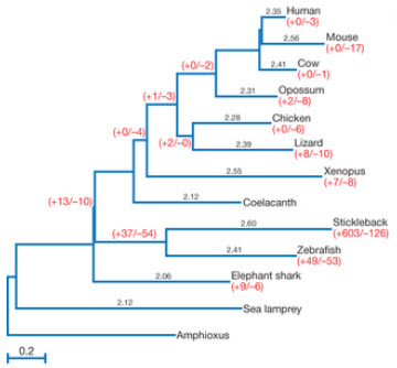 Sandwalk: Can some genomes evolve more slowly than others?