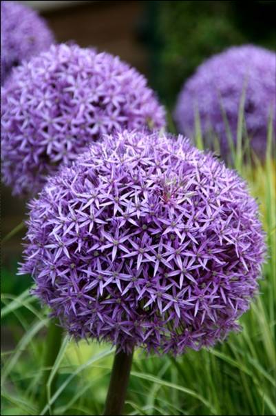 Dišečo potovanje: OBLIKOVANJE S CVETJEM