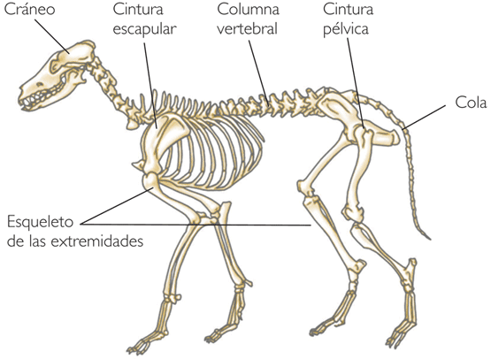 Un Lugar Para Descubrir: Los Animales