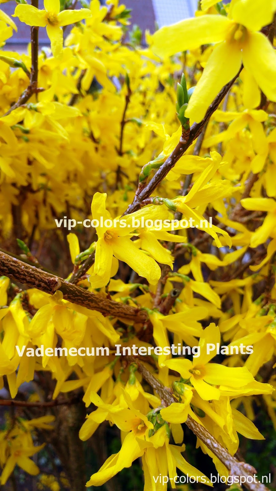 Vademecum Interesting Plants: Forsythia - Forsycja - Chinees klokje