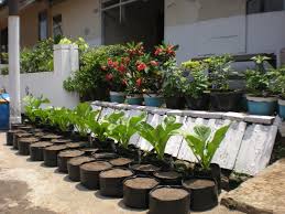 Blog Tanaman Bunga Dan Buah-Buahan : Menanam Tanaman Di Pekarangan Rumah