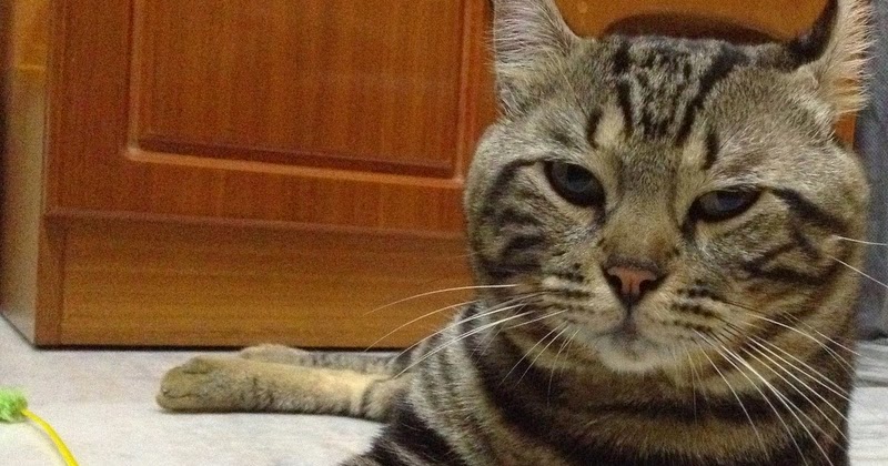 SukaSuki: KUCING KUCING COMEL SAYA