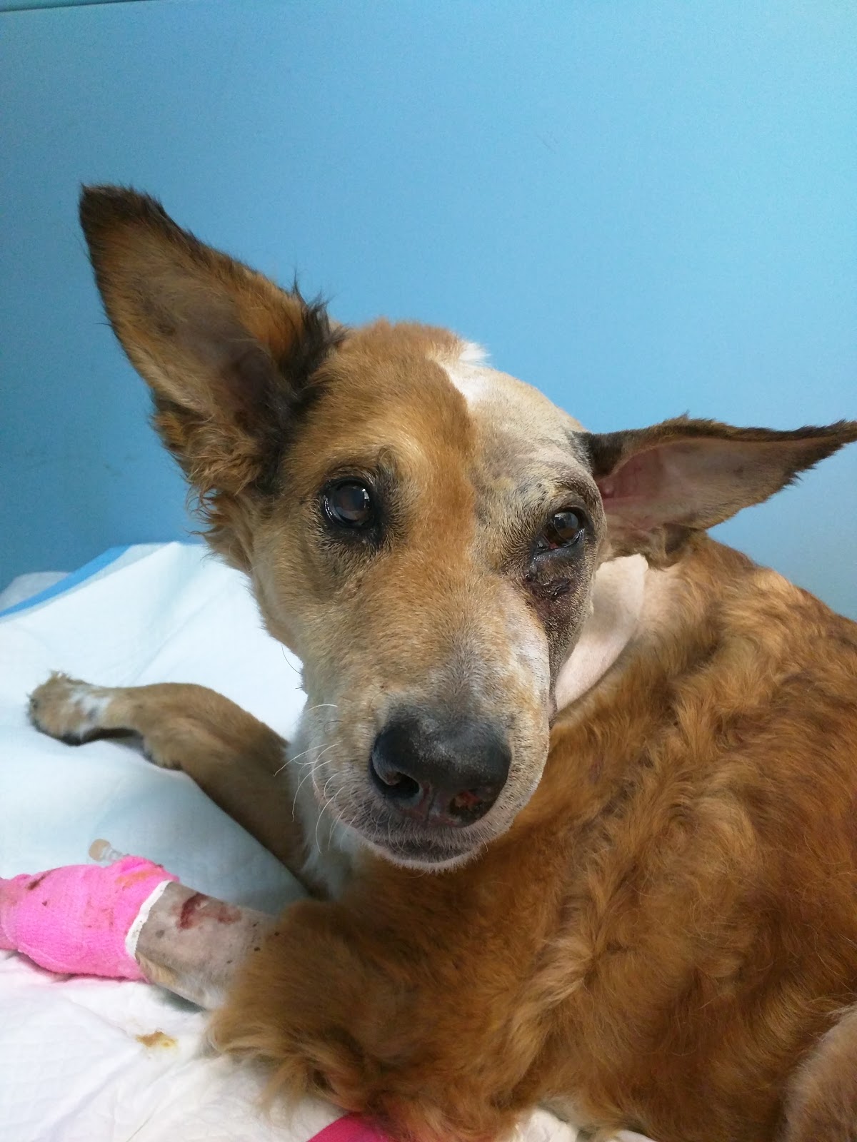 The Dog Geek: Two Days Post-Op!