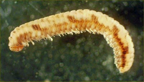 Variety of Life: Chordeumatida