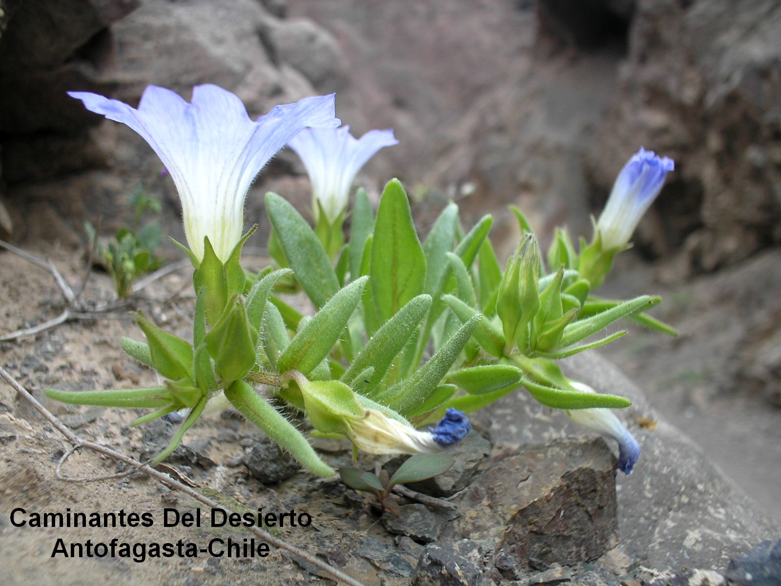 Caminantes del Desierto: FLORA DE TOCOPILLA