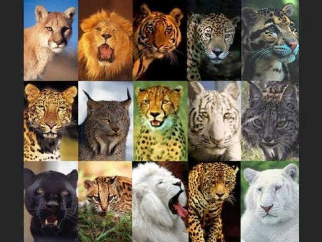 Lamsito: Los Grandes Felinos
