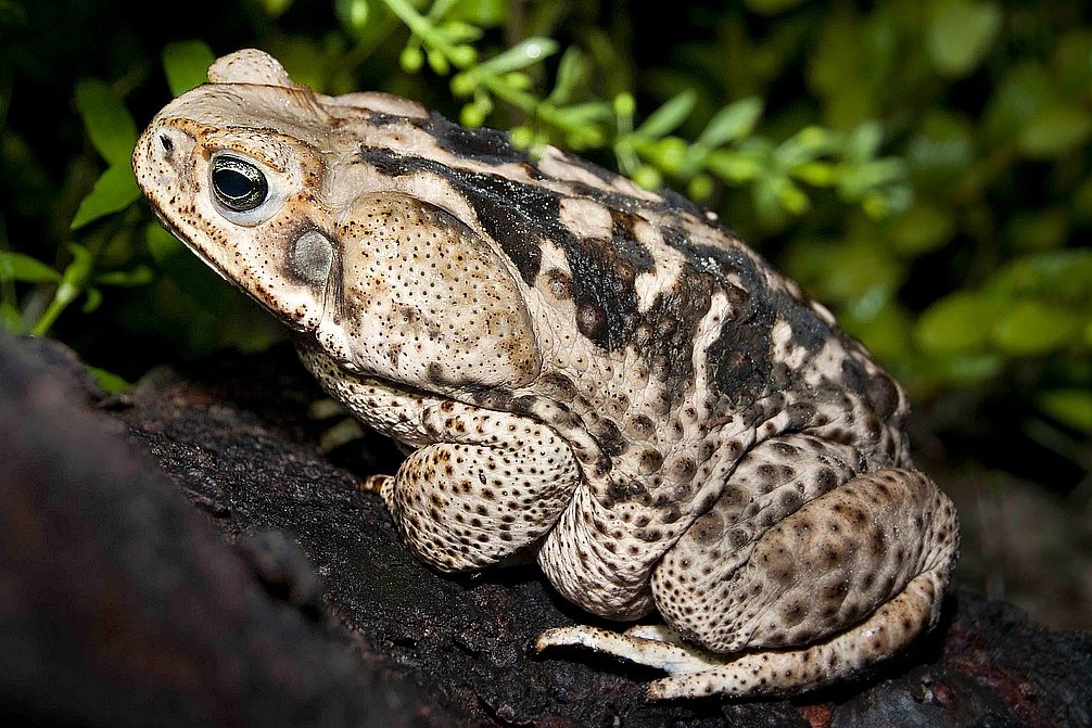 Sapo-cururu | Conectado na Bio (beta)