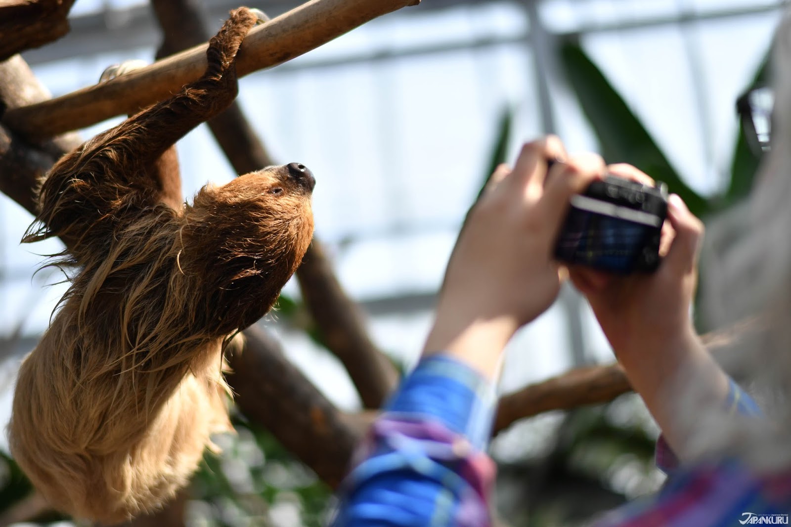 JAPANKURU: Things to do in Kobe 🐹 Top Japanese Zoo That Let's You ...