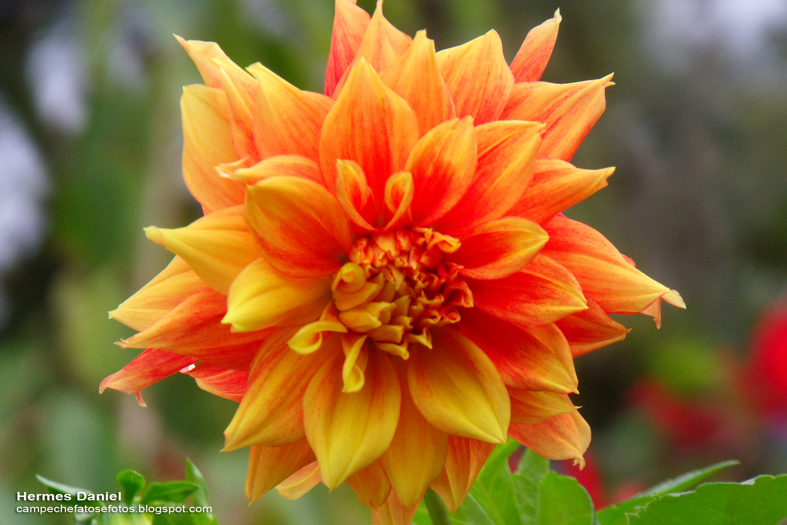 Flores Diversas - Campeche Fatos e Fotos