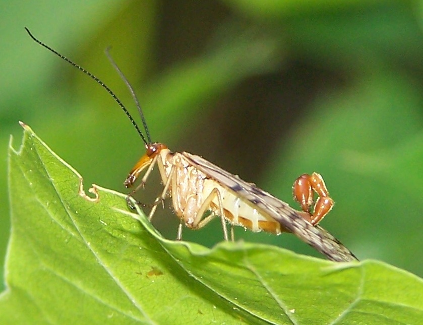 What Lives in my Yard?: Scorpionfly (Panorpa latipennis) - Attack of ...