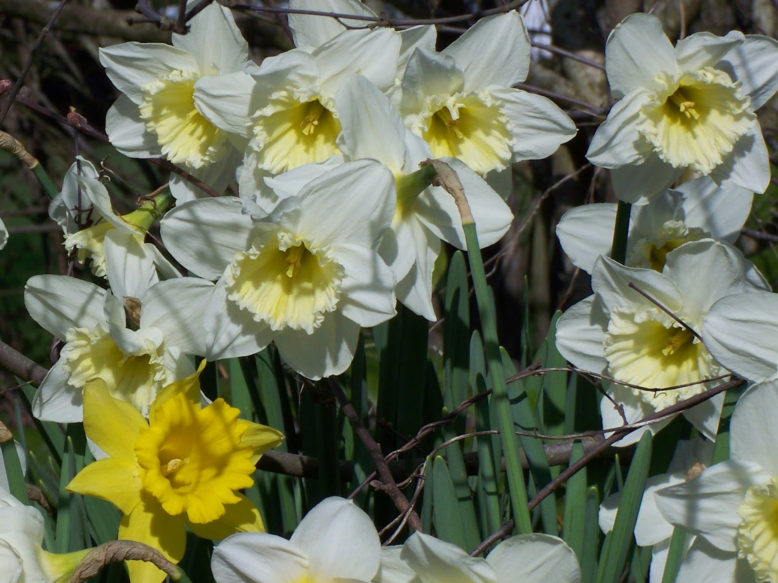 Scene Through My Eyes: More Signs of Spring