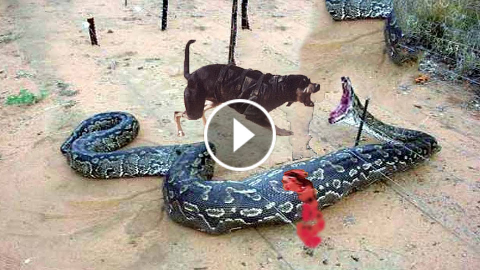 Snake Enemies - Animals Catch Snakes ~ amazing animal
