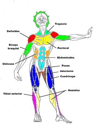 Educación Física Las Viñas: Nuestros músculos