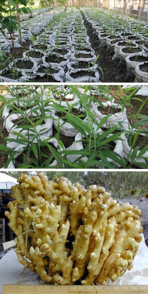 Budidaya Jahe Dalam Karung, Hasilkan Benih Sehat ~ PEMILU JAWA TENGAH