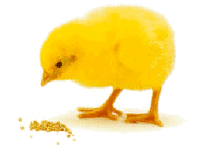 el cuidado de los animales