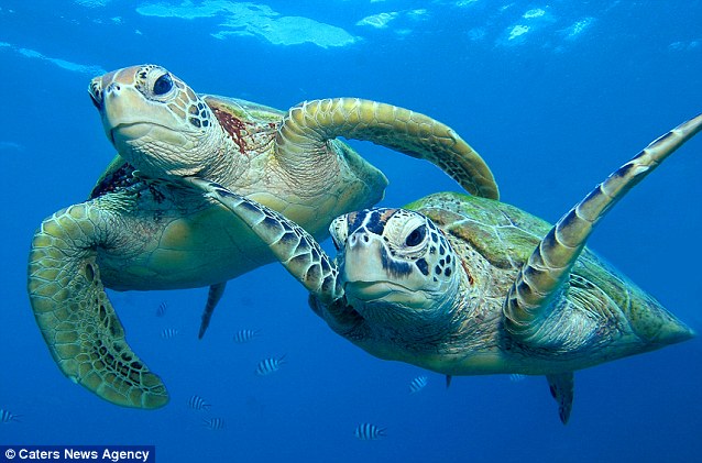 White Wolf : Incredible photos captures the moment a pair of green ...