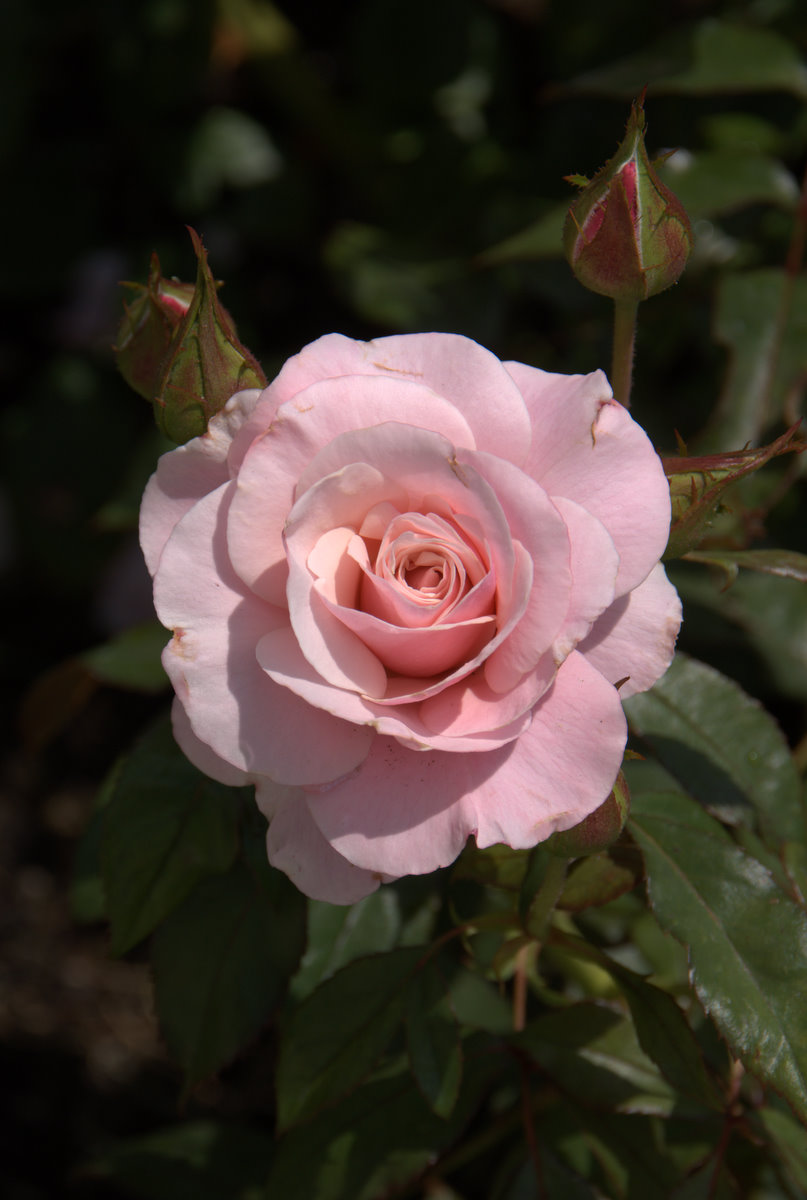 Organic Garden Dreams: July Roses