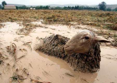 Not Another Episcopal Church Blog: A Parable of the Bad Shepherd ...