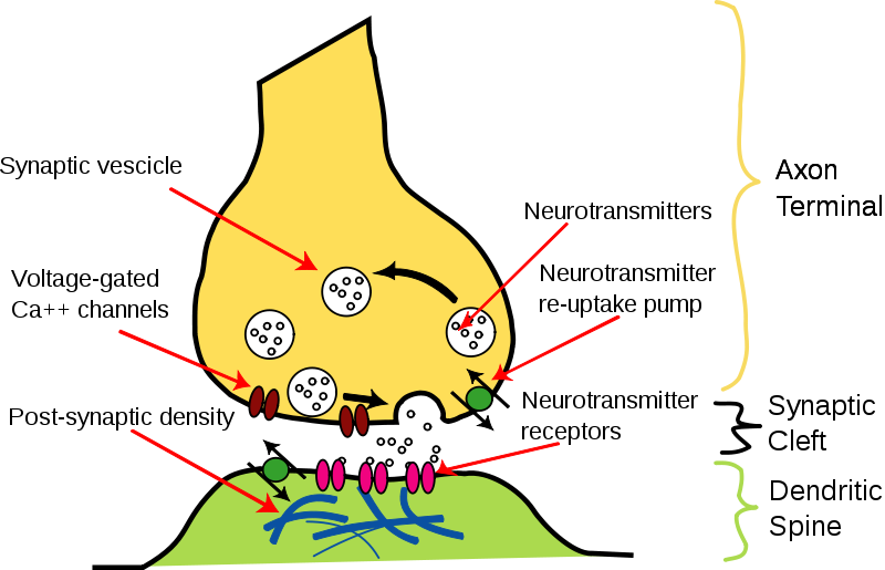 LAPORAN PRAKTIKUM FISIOLOGI HEWAN