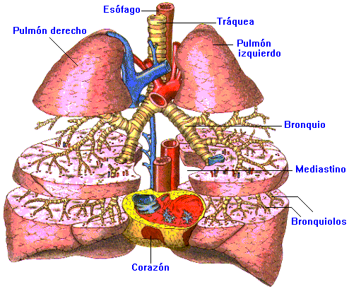 GALERIA | Aparato Respiratorio