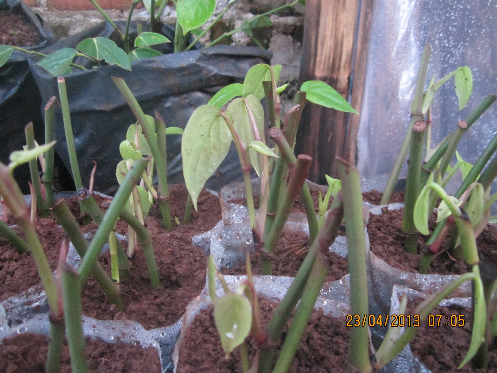 BUDIDAYA LADA HITAM DI LAMPUNG - Kelompok Tani Mekar Sari