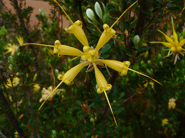 ournomadicways: Wildflowers of WA part 5