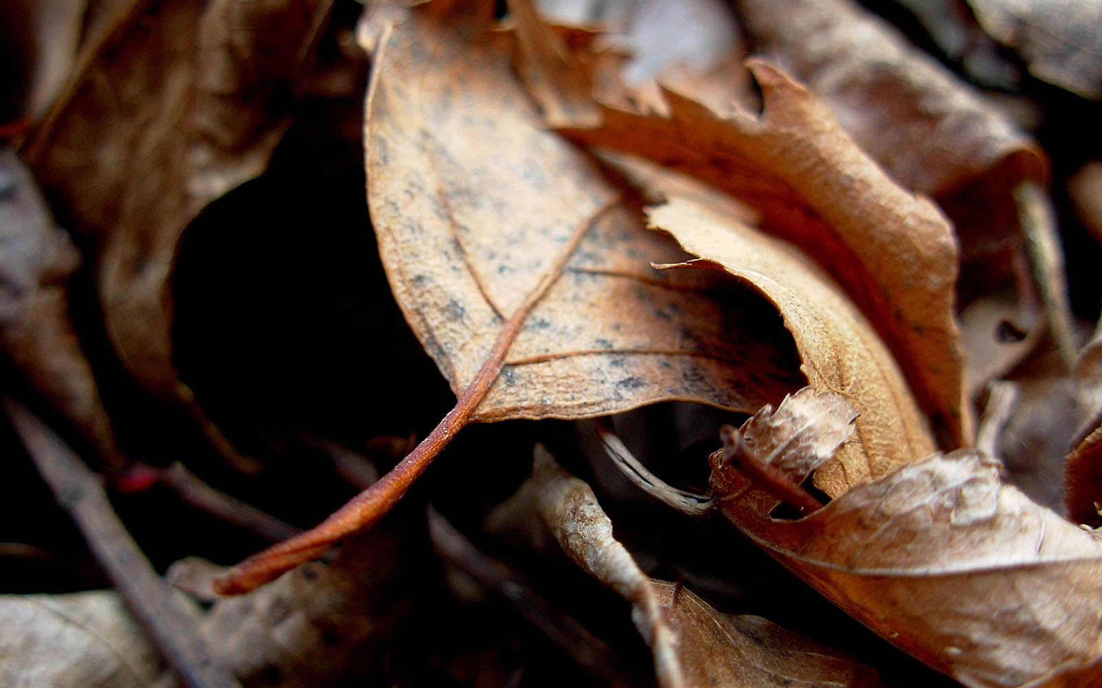Withered Leaves Wallpapers - wallpaper