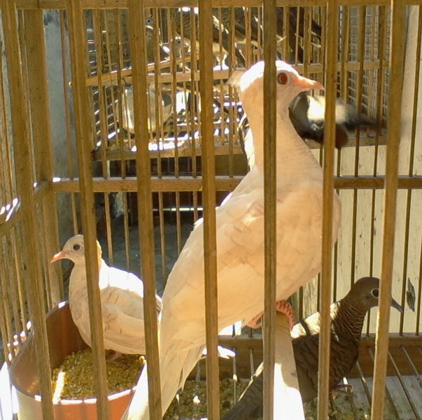 JUAL KUTUT: Jual Burung Perkutut Putih Lokal Harga Terjangkau
