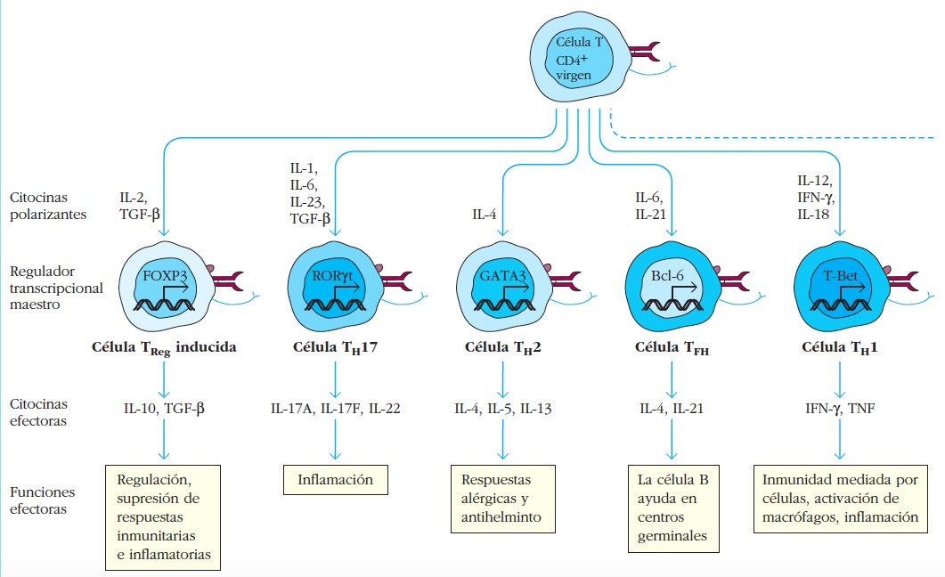 Exploremos juntos la Inmunología: LINFOCITOS T Y CITOCINAS