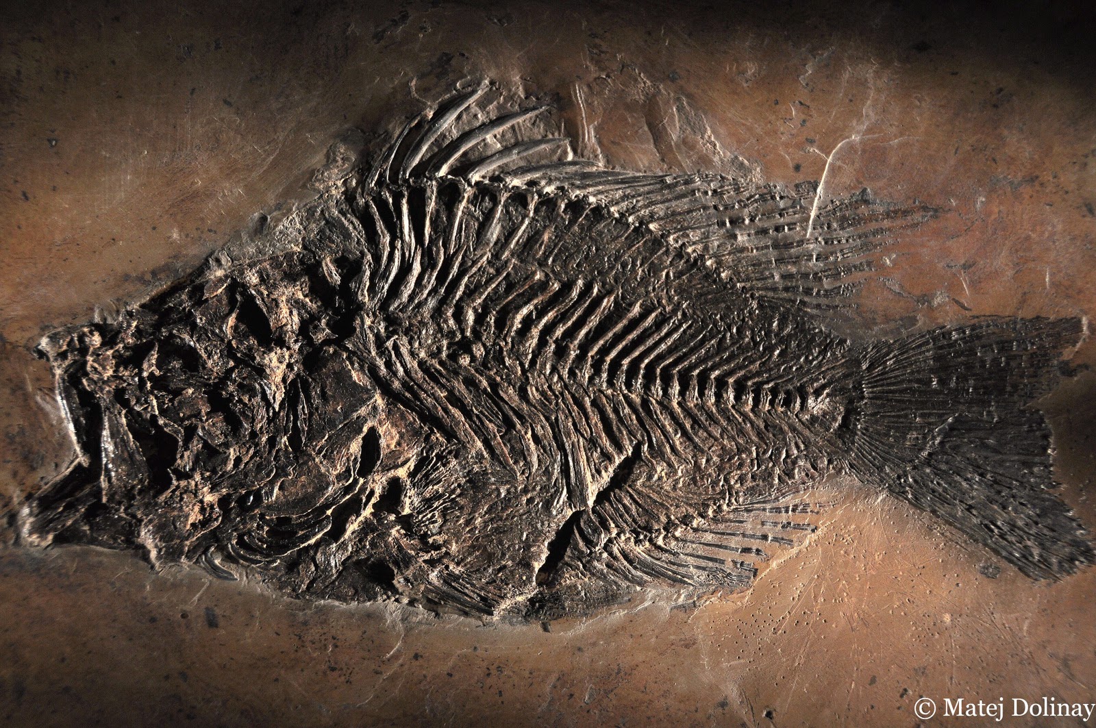 Evolutionary Vertebrate Zoology: January 2012