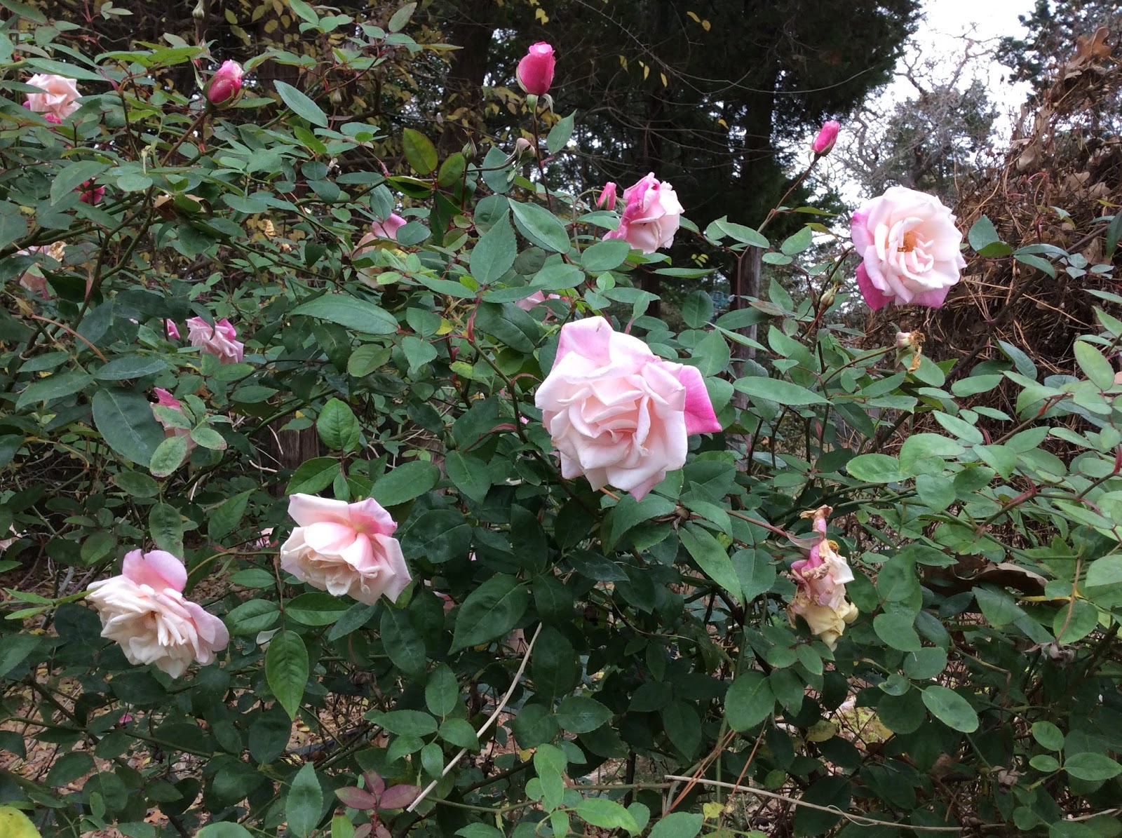 Lisa Bonassin's Garden: Madame Antoine Mari Rose December 12, 2015