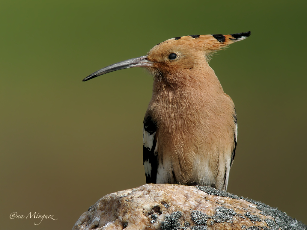 NATURANAFOTOS: Up-up-up