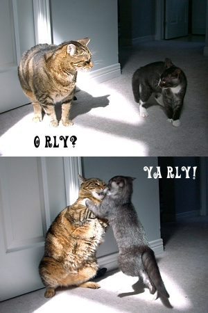O RLY? YA RLY! | Funny Cat Pictures