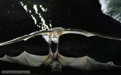 The Jungle Store: Beastly Bats