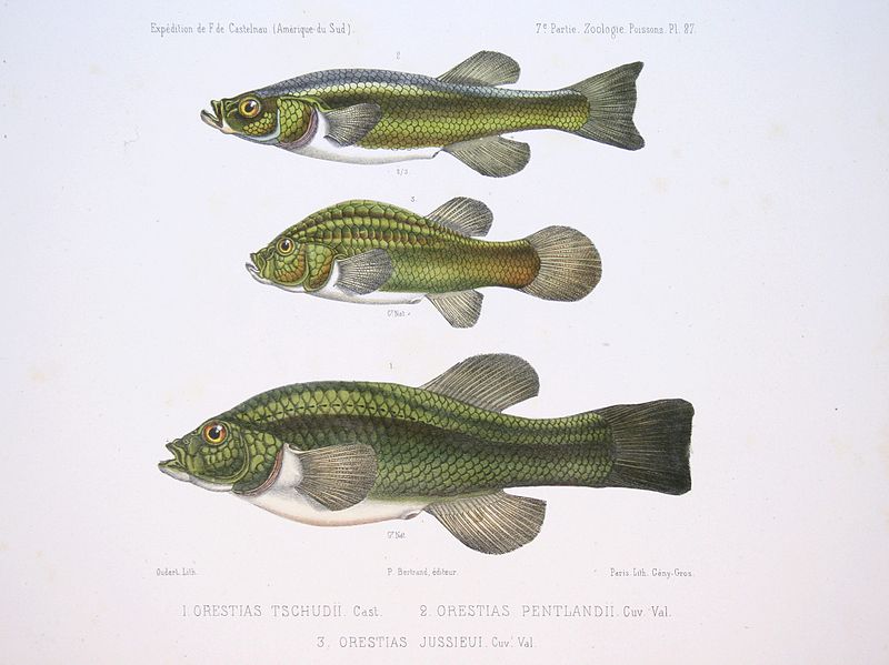 percomorpha: Dottyback, Parrottfish et al.