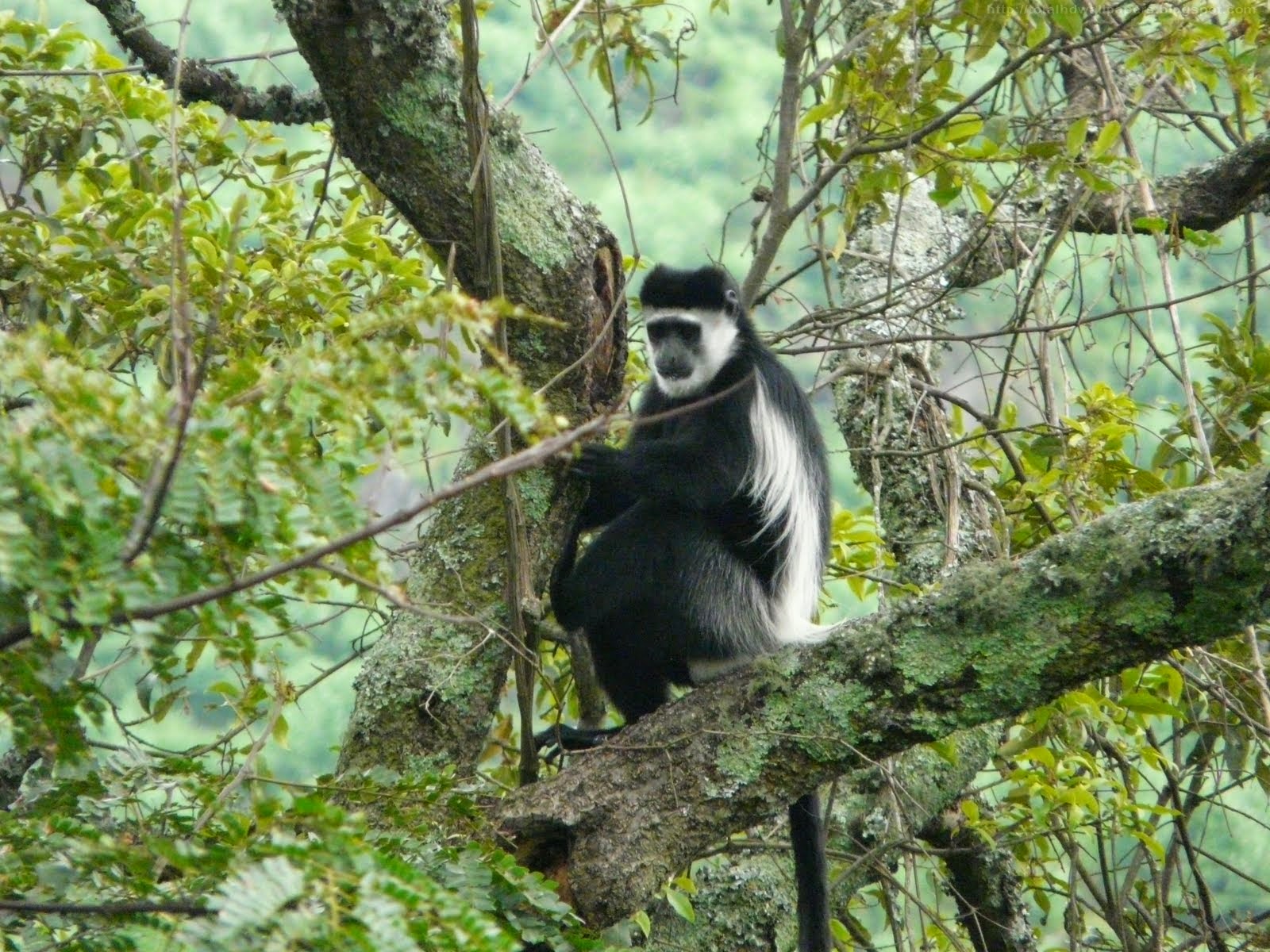 Kamal Shah: Black and White Colobus Monkey HD Wallpapers