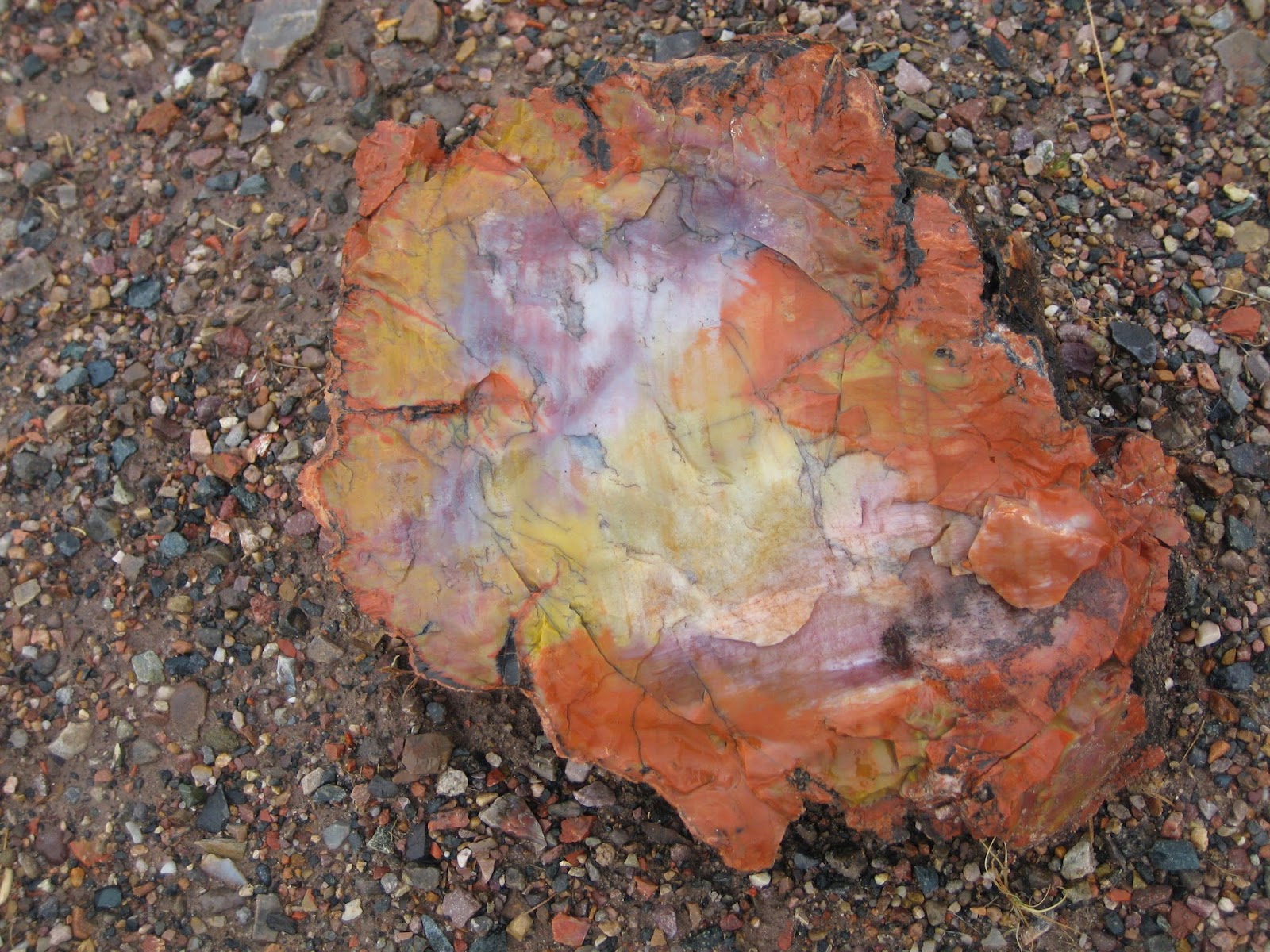 Petrified Forest: trees bearing the secrets of the past 225 million ...