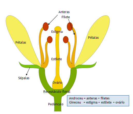 Biologia Ativa: Reprodução sexuada nas plantas.