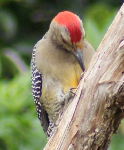 Diario de Campo: Congreso de Aves