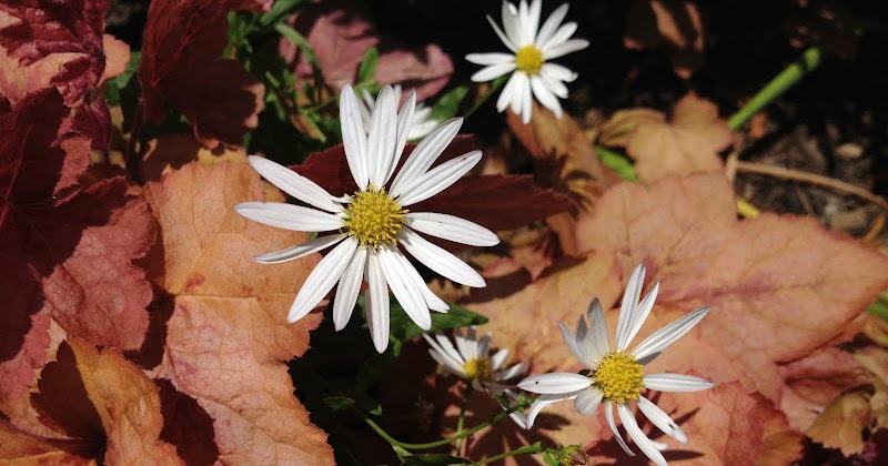 Summer Solstice Flowers
