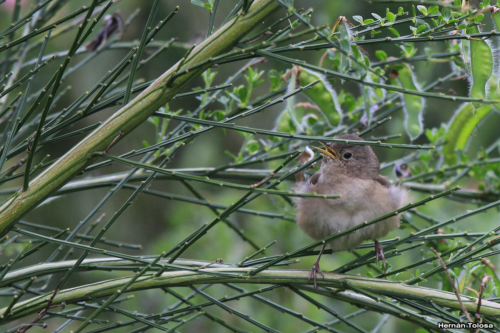 Aves en Chile: Ratonera común / Chercán (Troglodytes musculus)