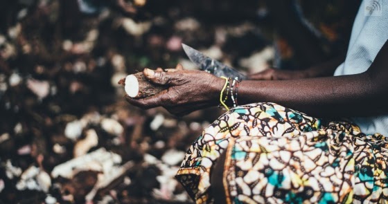 Cassava Facts and Nutrition