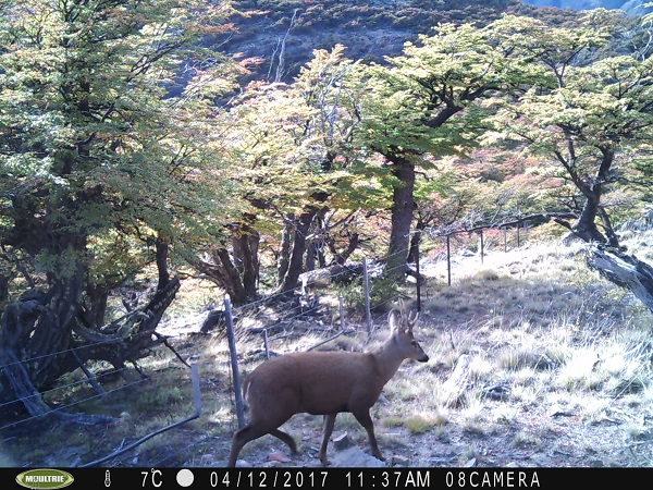 Huemules en los Parques Nacionales - Revista Aire Libre