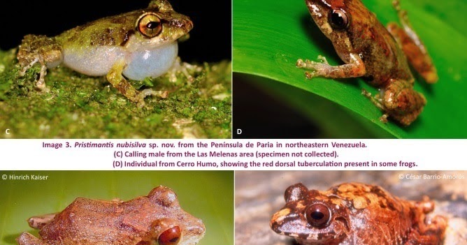 Species New to Science: [Herpetology • 2015] Five New Species of ...