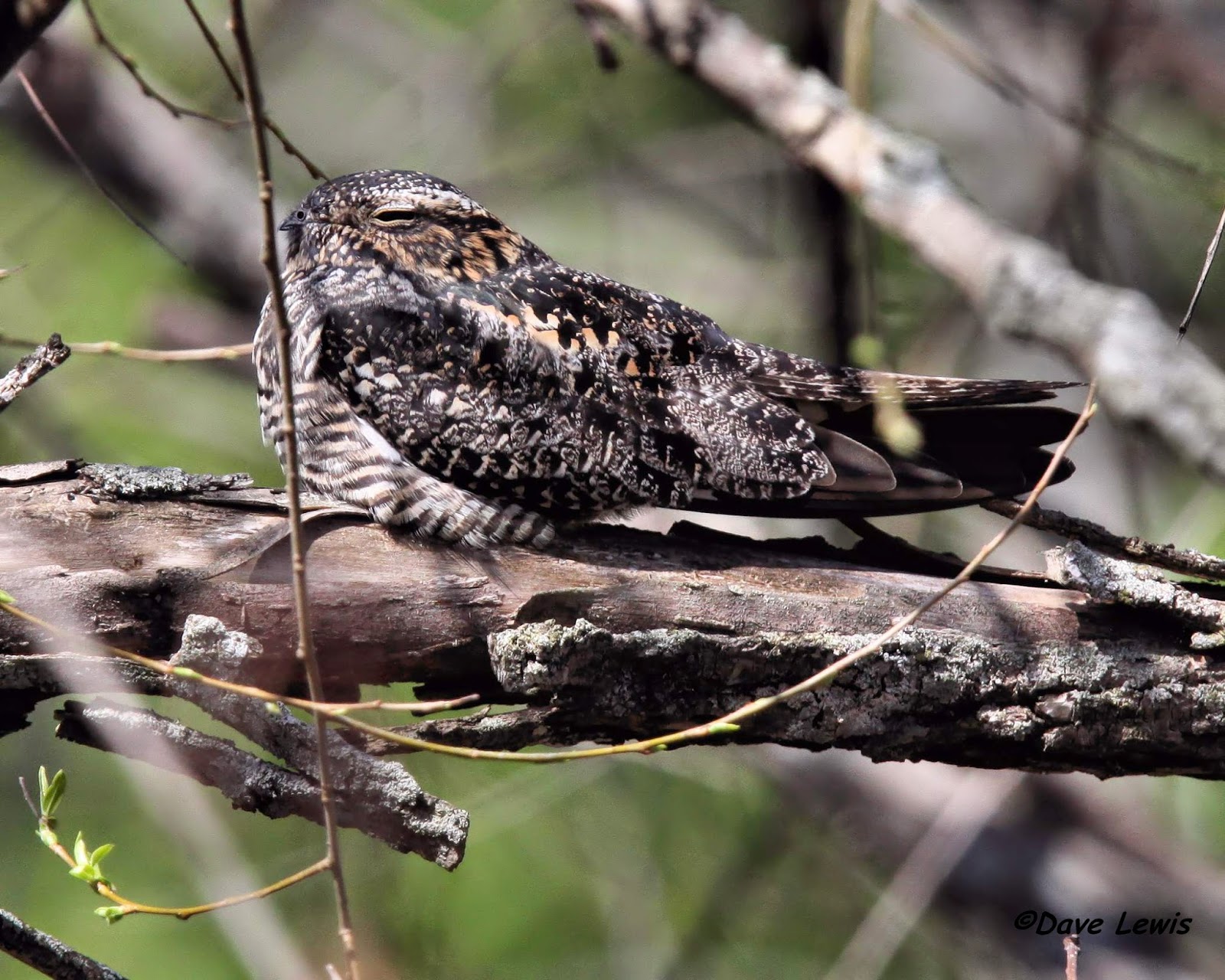 Birds from Behind : The Longest Twitch meets The Biggest Week!