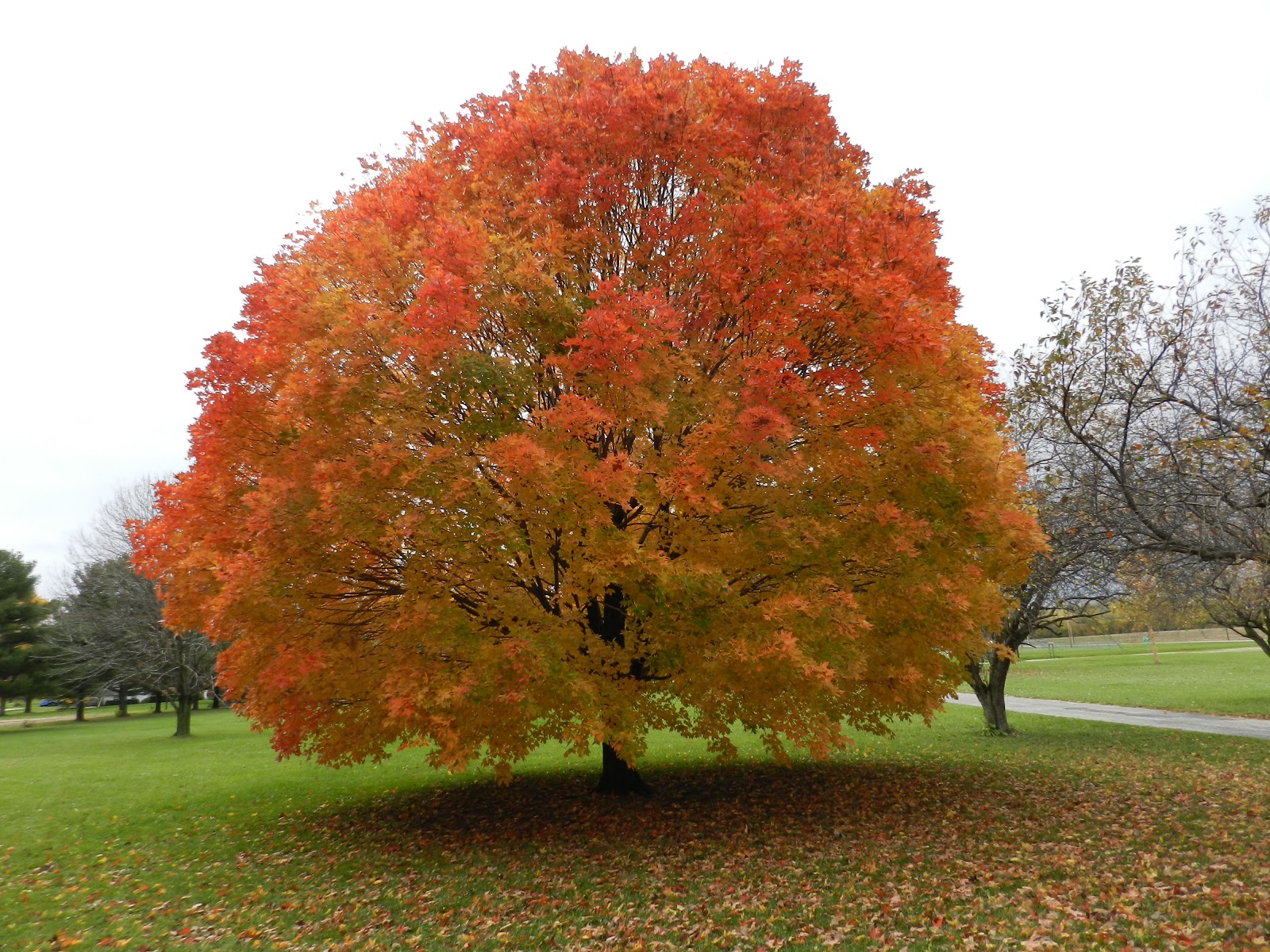 Prairie Rose's Garden: Fall Color Project: Memories of Autumn