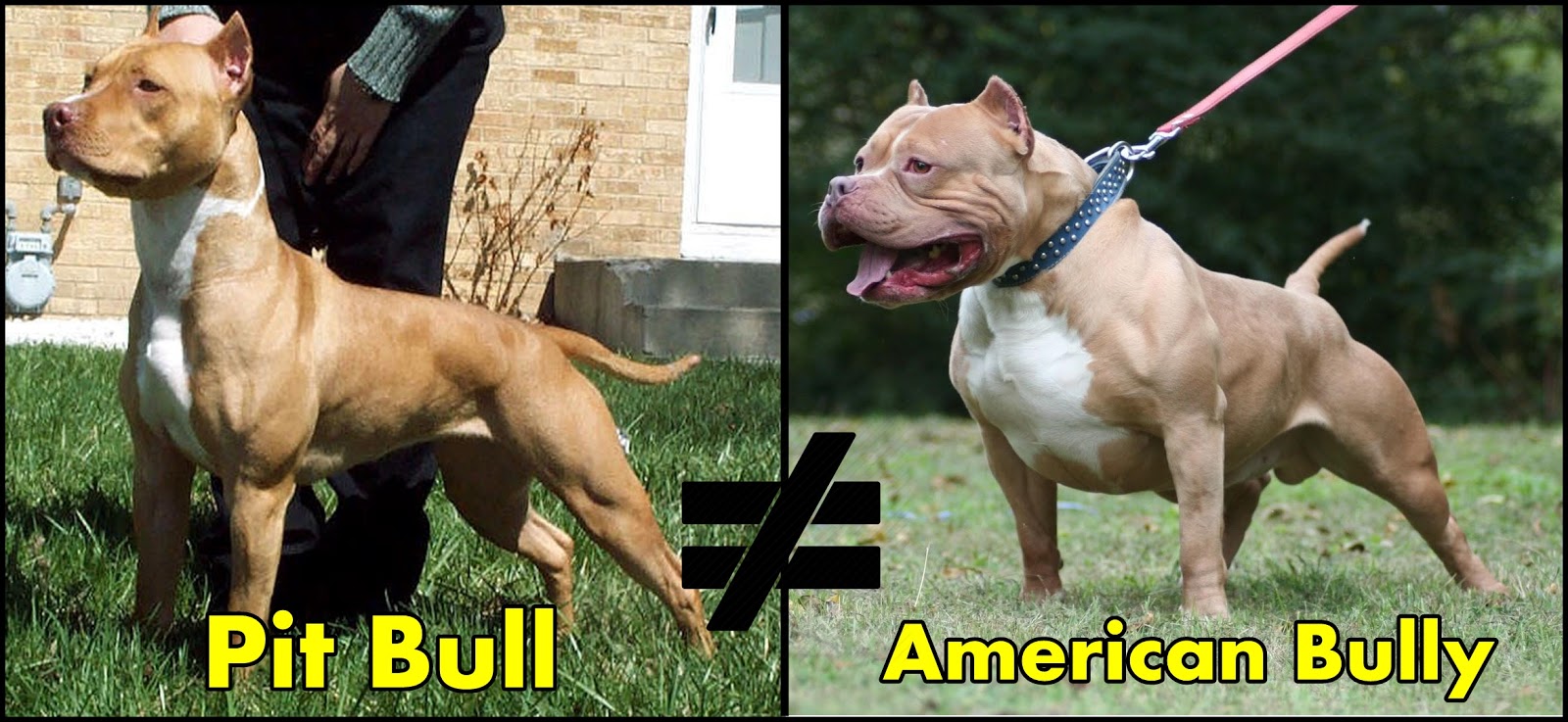 Blog do Pit Bull: Pit Bull: American Pit Bull Terrier - sigla APBT ...